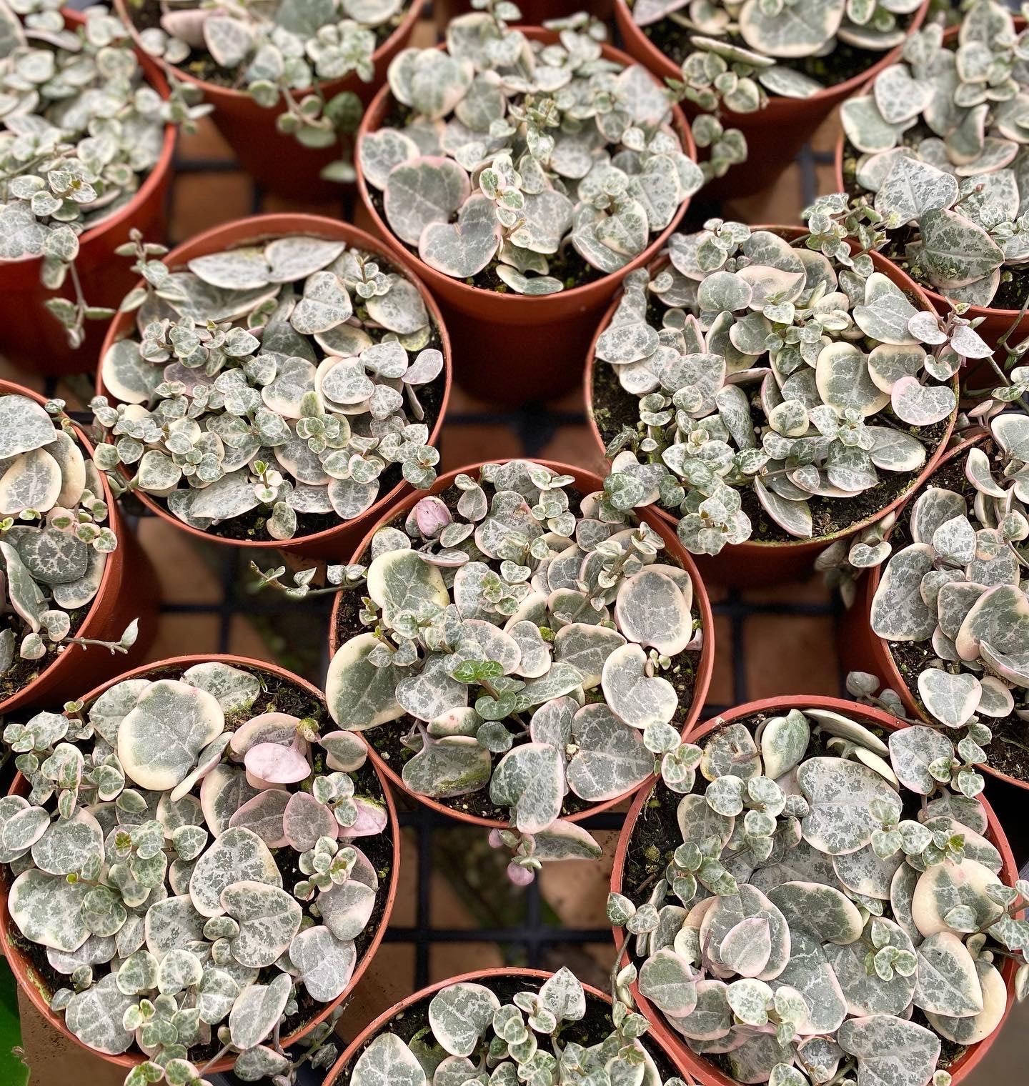 Home-2 | The Plant Bodega Co AZ PHX