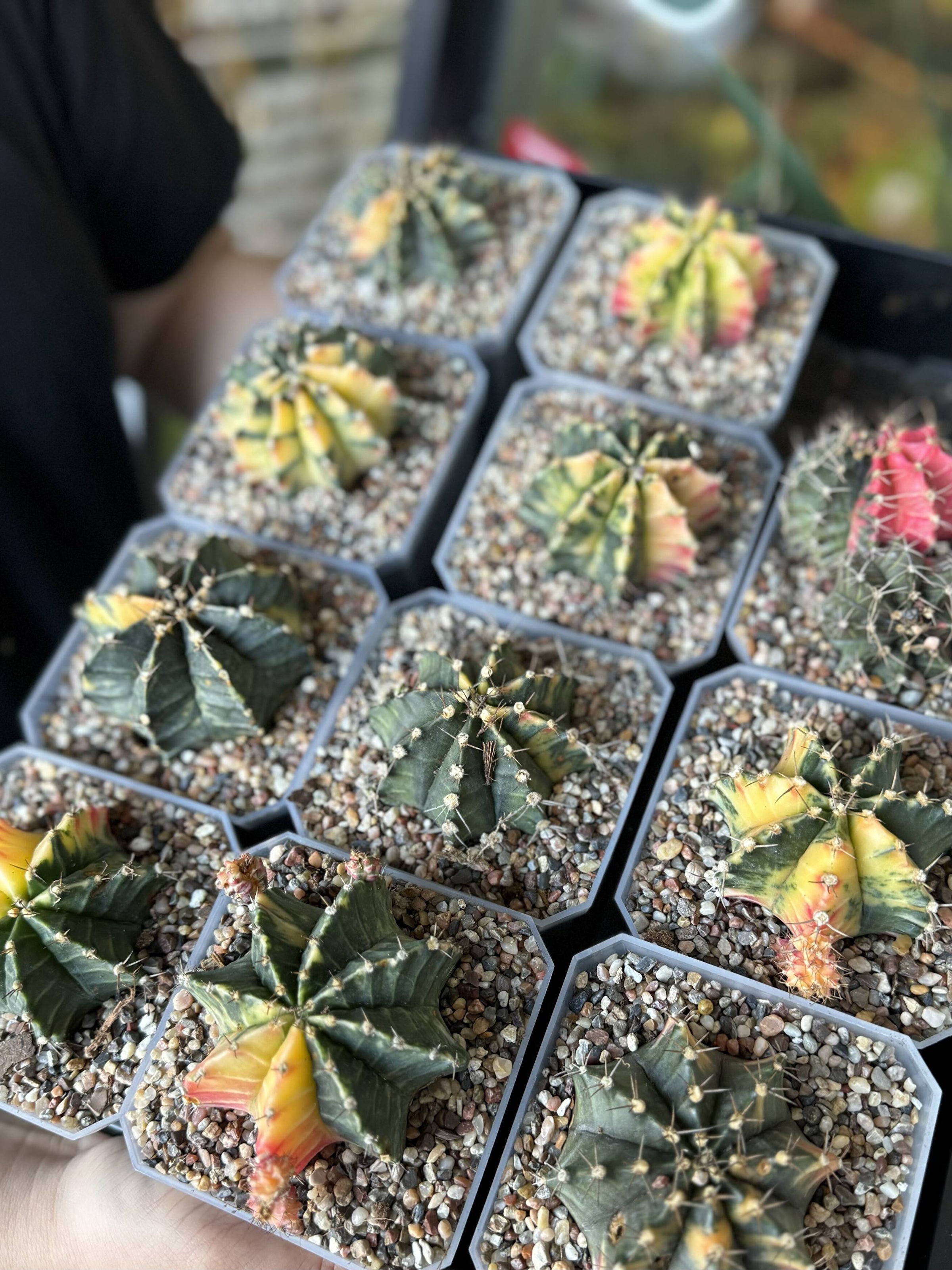 Home-2 | The Plant Bodega Co AZ PHX