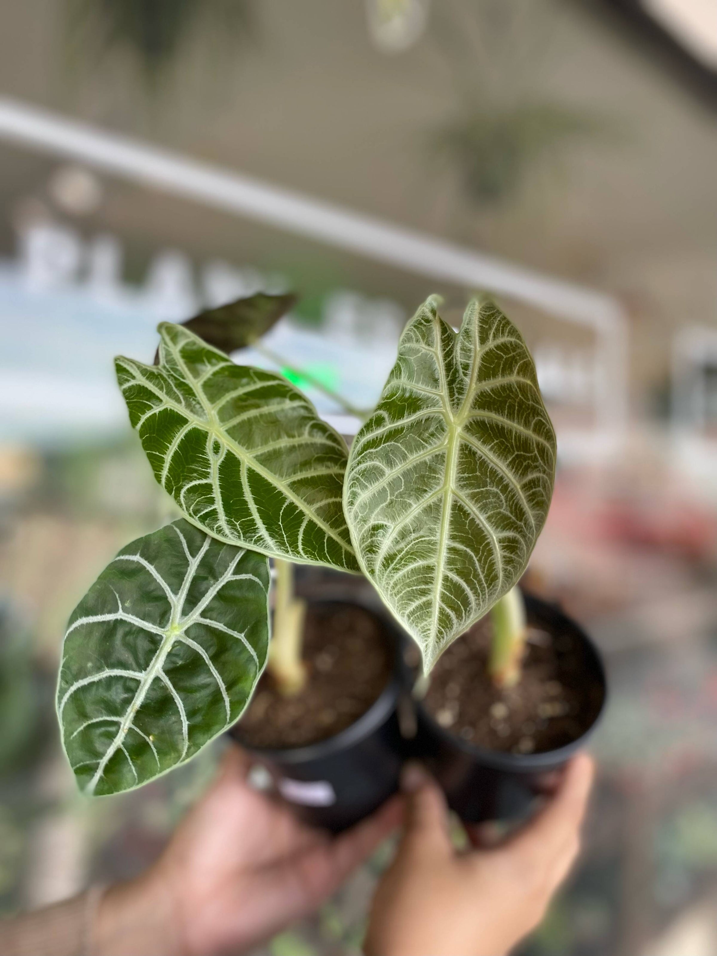 Home-2 | The Plant Bodega Co AZ PHX