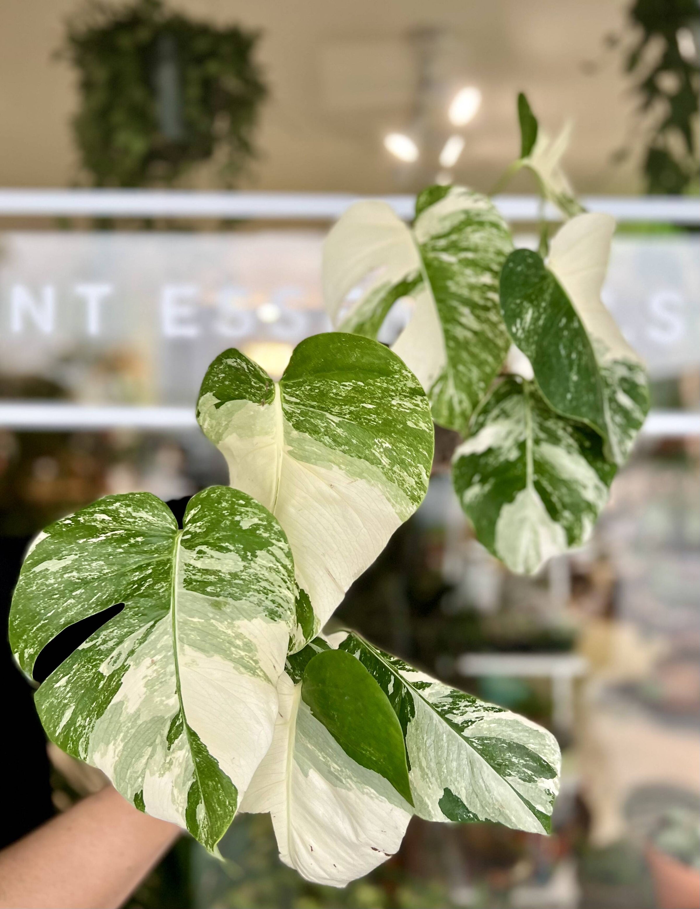 Home-2 | The Plant Bodega Co AZ PHX