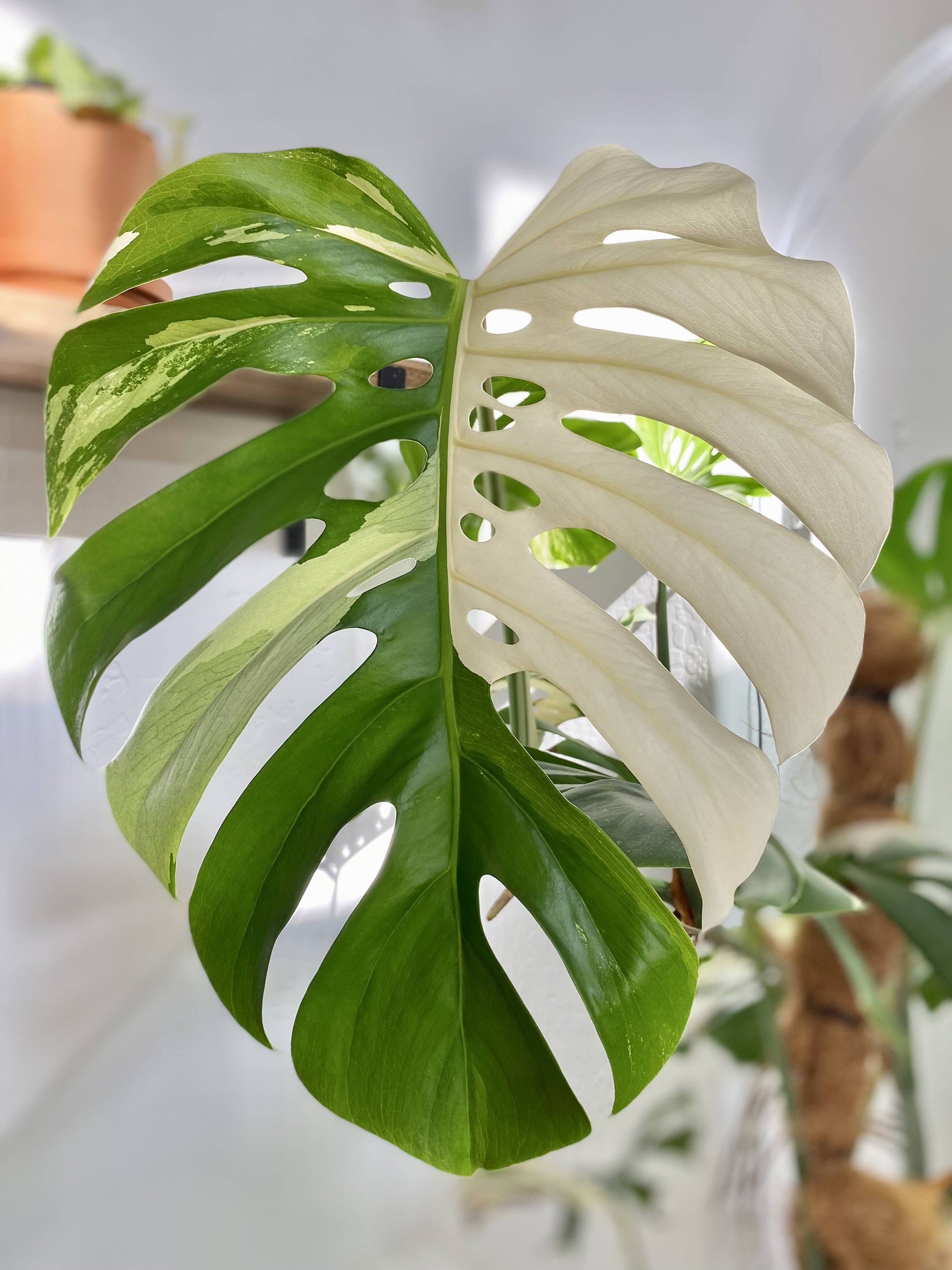 Home-2 | The Plant Bodega Co AZ PHX